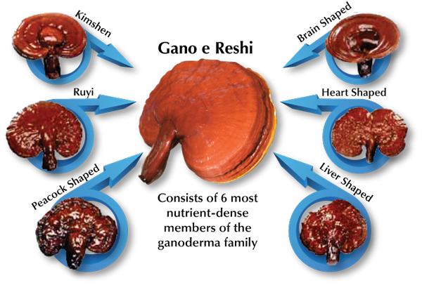 The Science | Gano e Worldwide